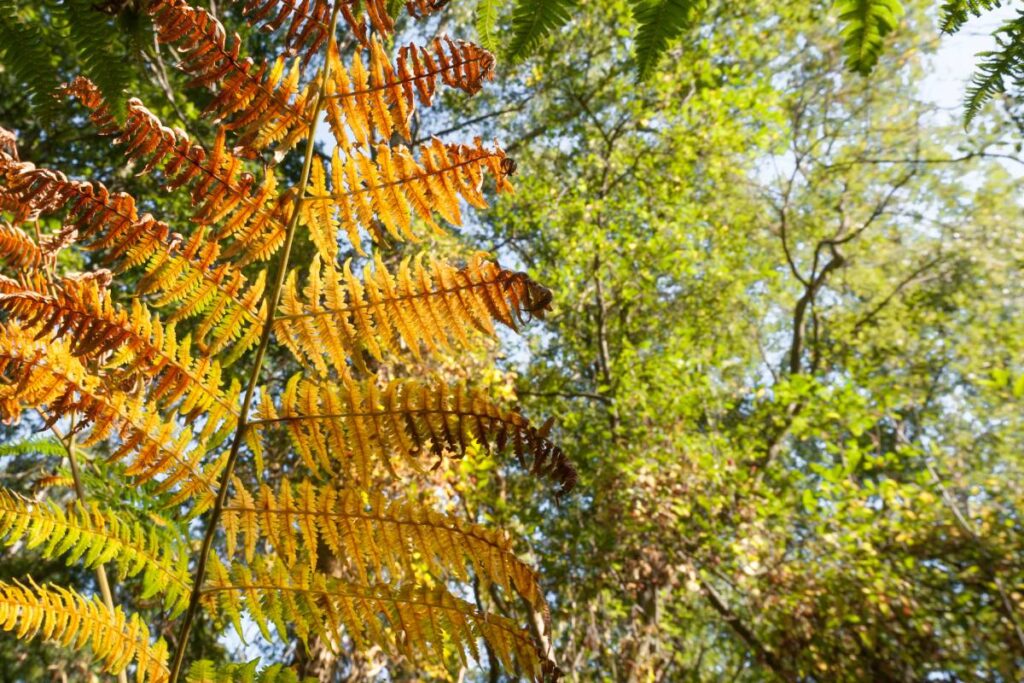 Descubre lo que el Parque de la China Tiene Para Ti | ER