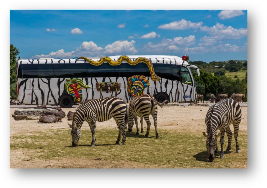 Africam Safari - ¡Recorrido en Semana Santa con Estrella Roja!